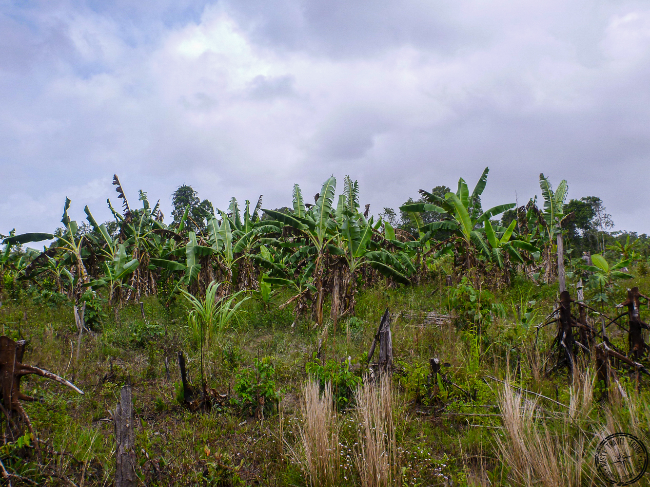 Rainforest Farm in Guyana - Rusty Travel Trunk
