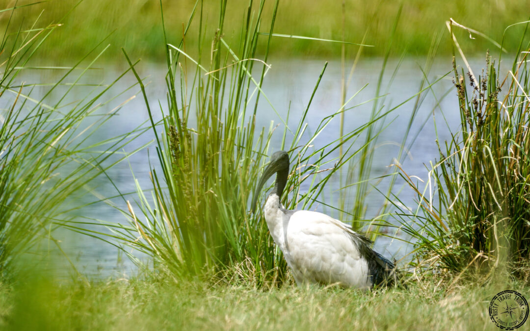 A Safari in Chobe National Park - Rusty Travel Trunk
