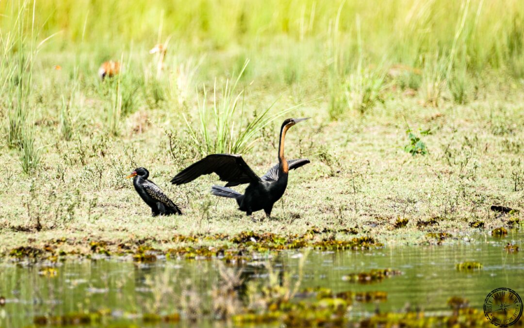 A Safari in Chobe National Park - Rusty Travel Trunk